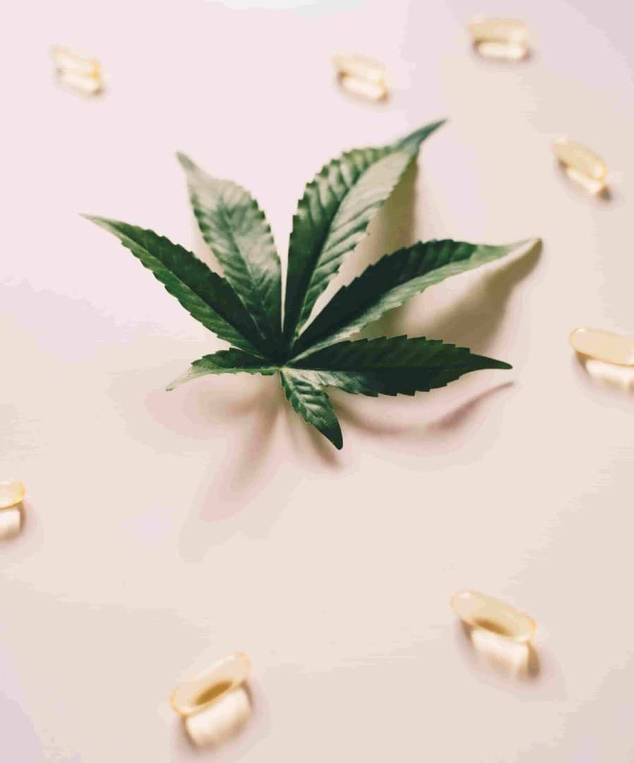 White Widow Strain: Key Characteristics, Effects, and Uses